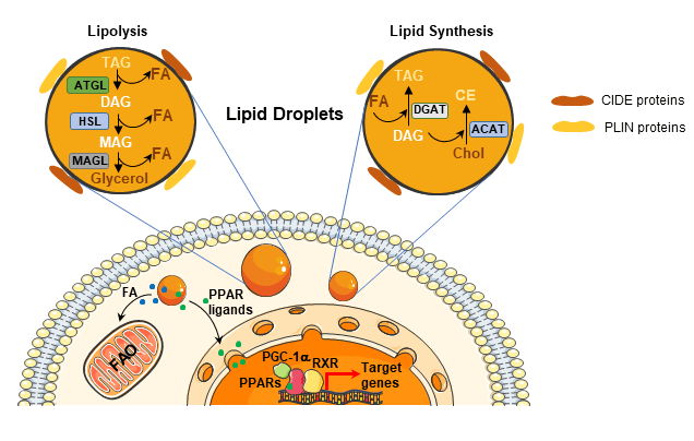 Our latest Minireview: Lipid droplets and stemness